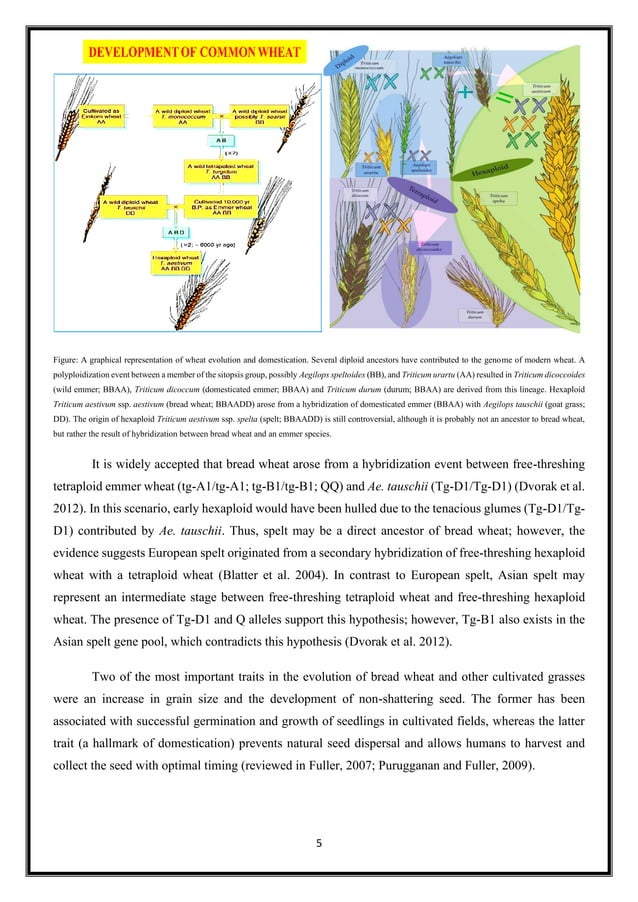 Wheat-Centre of origin, evolution and diploidization | PDF | Gardening ...