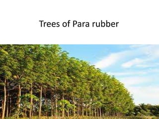 gp 9 rubber.pptx