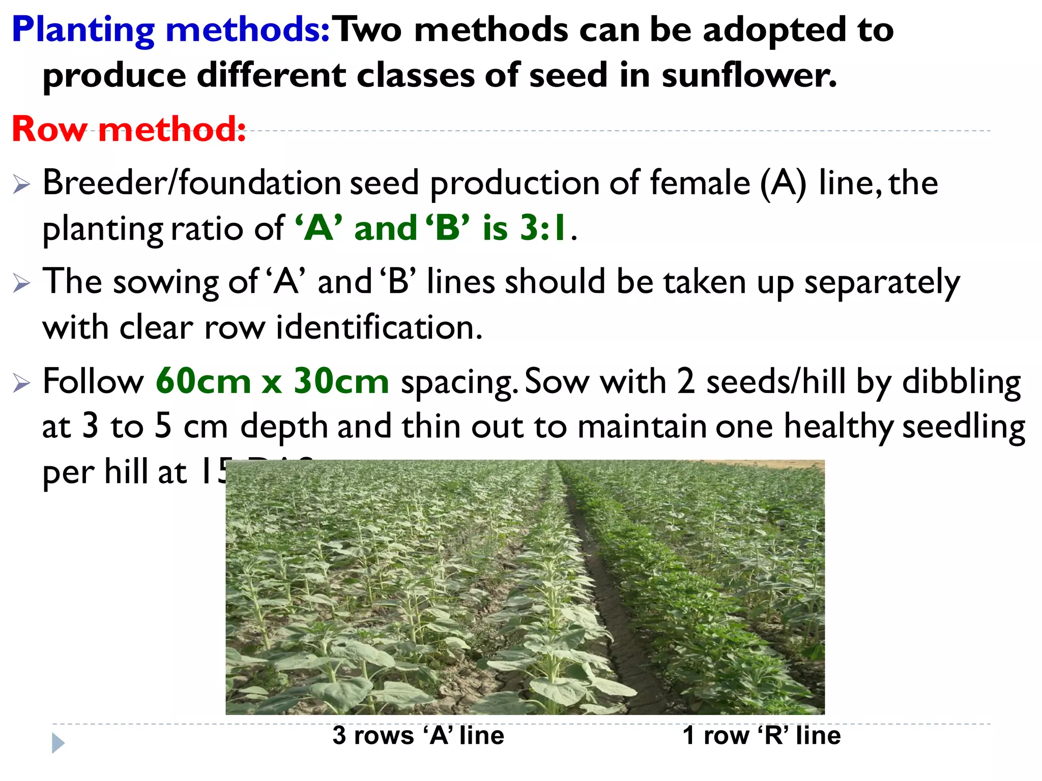 GPB-366 PPT-Hy. Seed Production-1-1.pdf