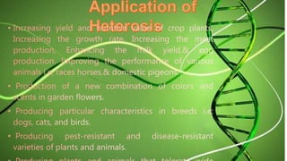 Genetic Basics of heterosis | PPTX
