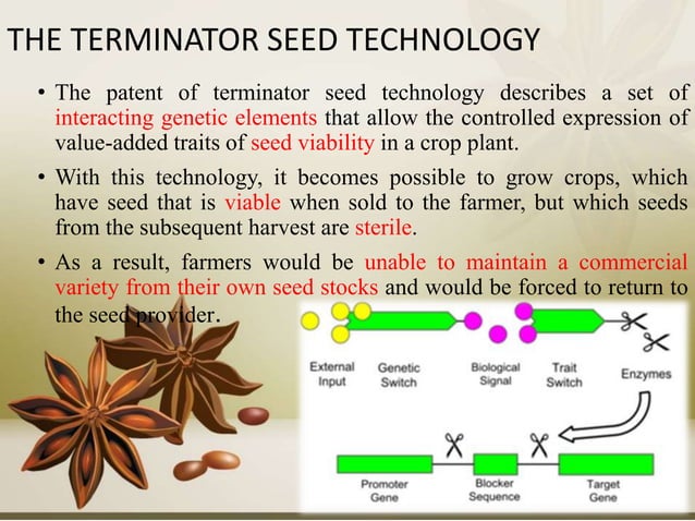 Terminator Seed Technology.pptx | Agriculture | Industries