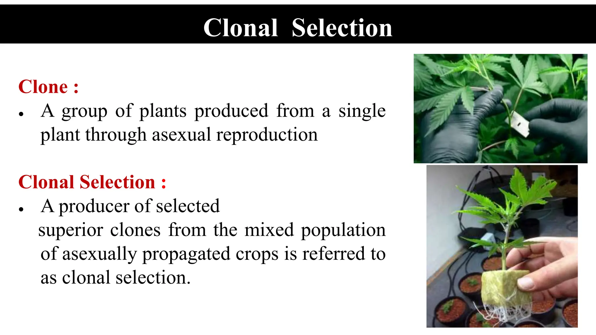 plant breeding methods in asexually or clonally propagated crops | PPTX