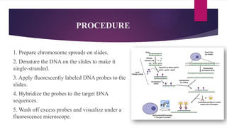 Karyotyping techniques, In-situ hybridization and various applications ...