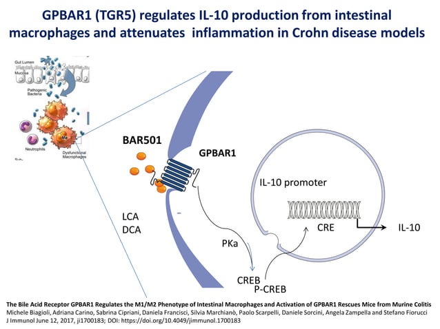 GPBAR1 (TGR5) regulates il 10 production from intestinal macrophages | PDF