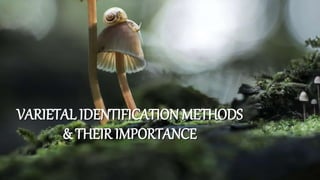 Varietal Identification | PPTX