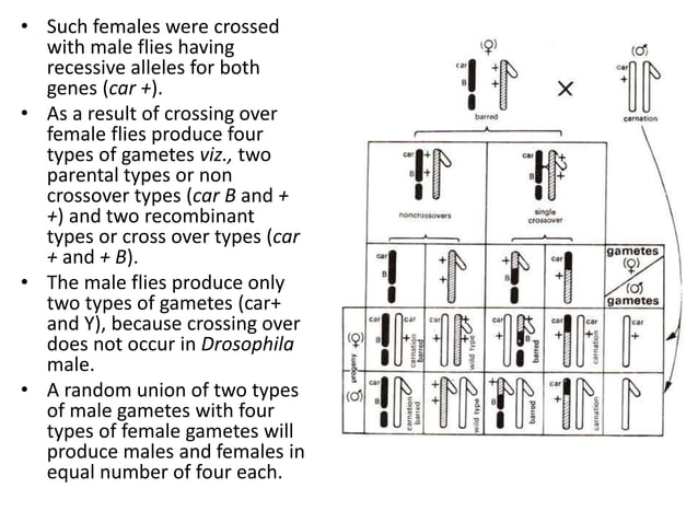 gpbr111lecture15cytologicalproofforcrossingover-191101060023.pdf ...
