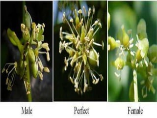 Modes of pollination | PPTX