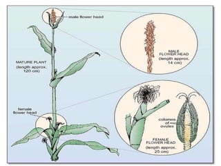 Modes of pollination | PPTX