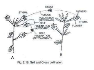 Modes of pollination | PPTX