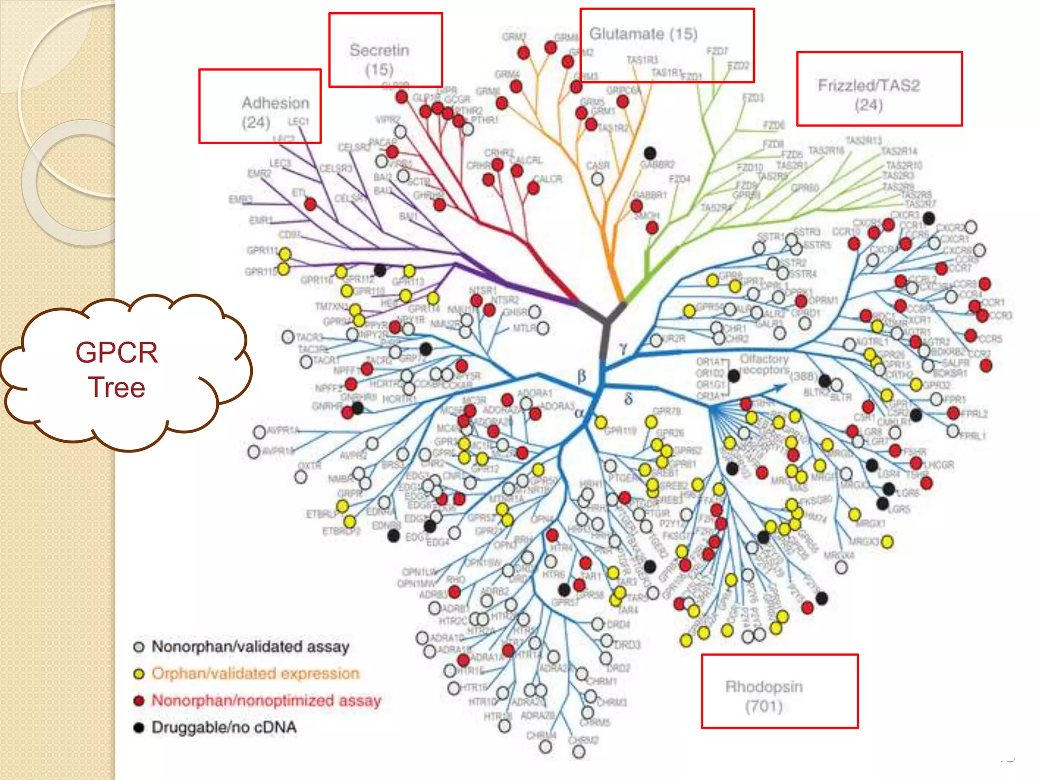 G- Protein Coupled Receptors | PPTX