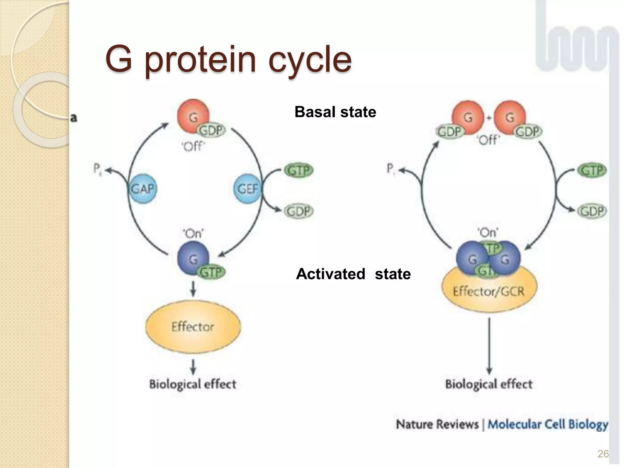 G- Protein Coupled Receptors | PPTX