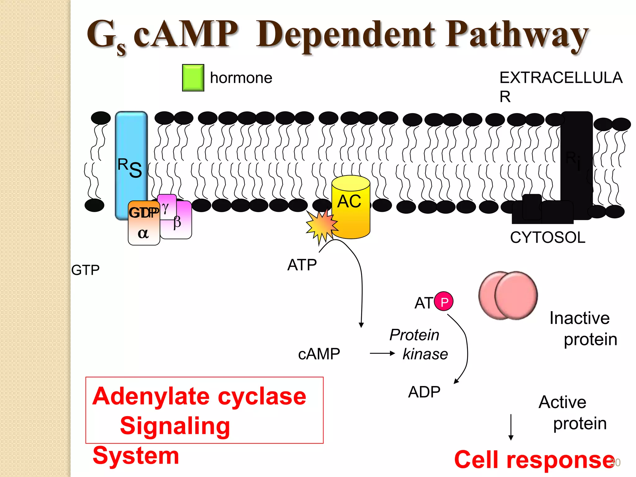 G- Protein Coupled Receptors | PPTX