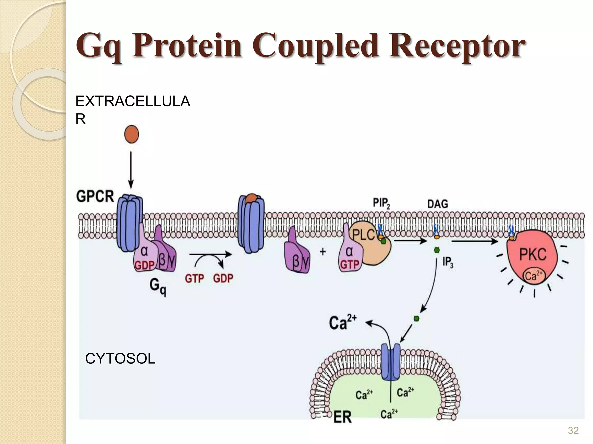 G- Protein Coupled Receptors | PPTX