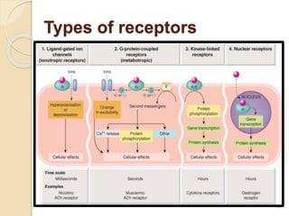 G Protein Coupled Receptors Pathway