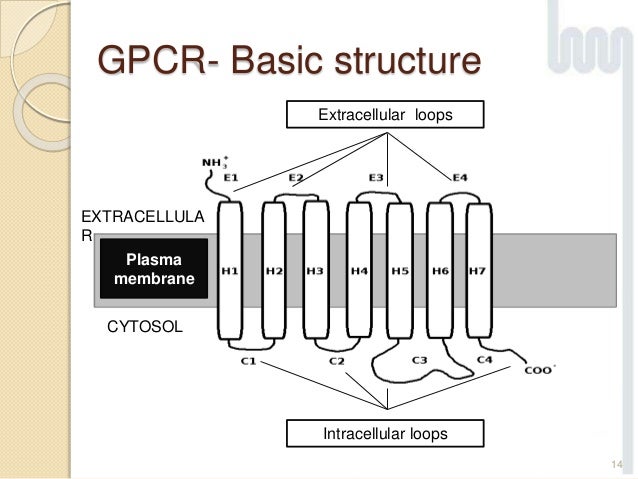 G- Protein Coupled Receptors