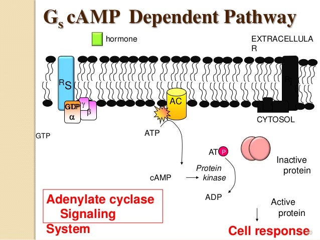 G- Protein Coupled Receptors