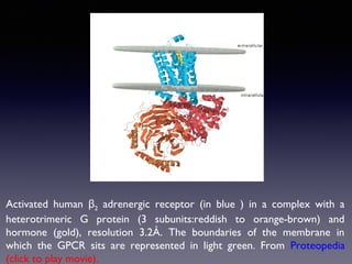 Gpcr structures 061213 | PPT