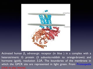 Gpcr structures 061213b | PPT