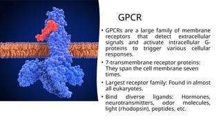 G-Protein-Coupled Receptors (GPCRs): Structure, Mechanism, and ...