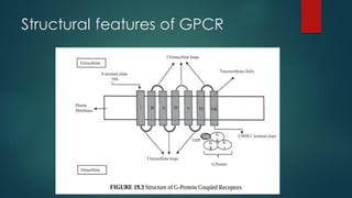 G protein coupled receptors | PDF