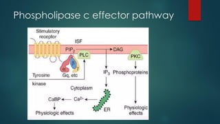 G protein coupled receptors | PDF