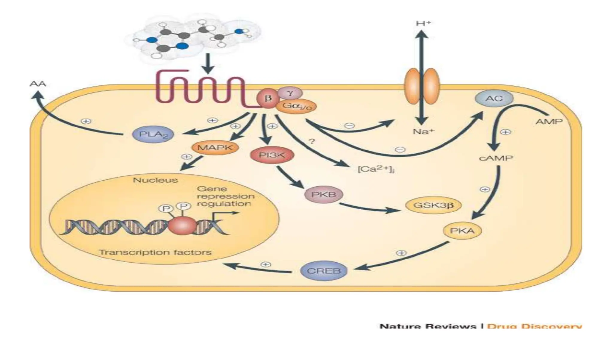 GPCRs G protein coupled receptors and examples of drugs .pptx