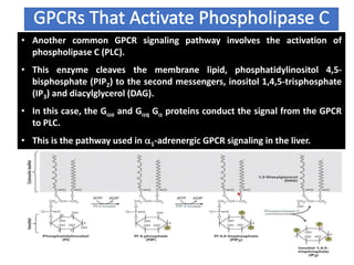 Gpcr signalling | PPTX