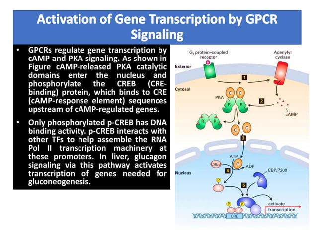 Gpcr signalling | PPTX