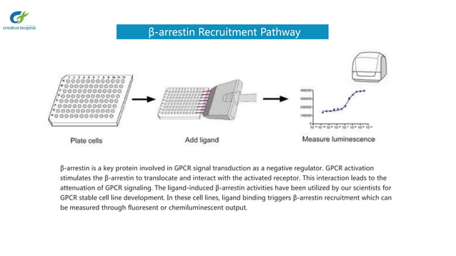 GPCR Stable Cell Lines | PPT