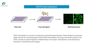 GPCR Stable Cell Lines | PPT