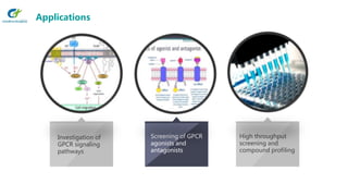 GPCR Stable Cell Lines | PPT