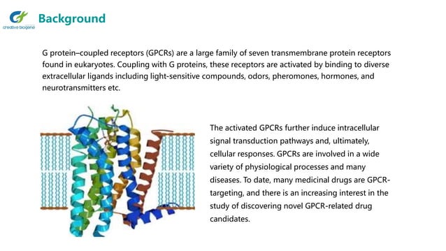 GPCR stable cell line development | PPT