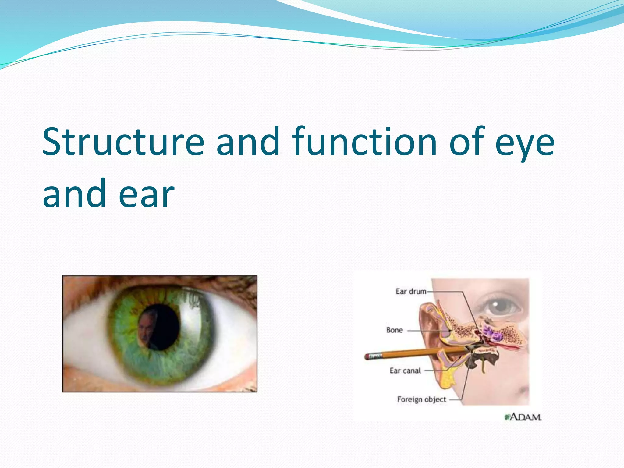 Structure and Functions of the Eye and the Ear | PPTX