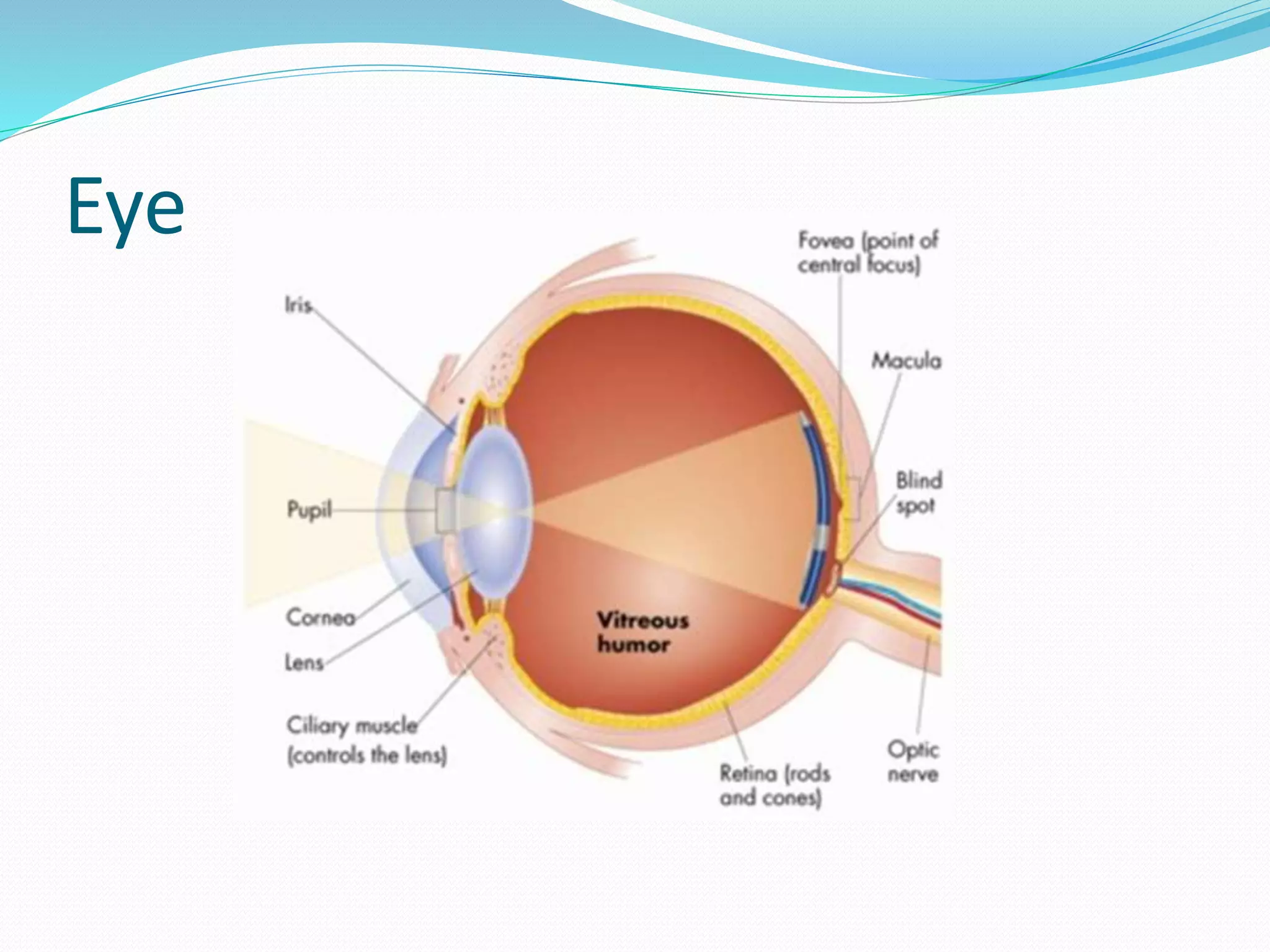 Structure and Functions of the Eye and the Ear | PPTX