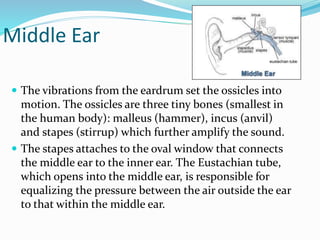 Structure and Functions of the Eye and the Ear | PPTX