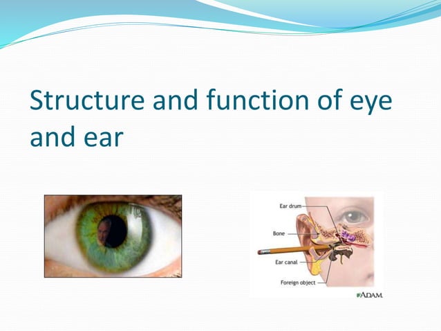 Structure and Functions of the Eye and the Ear | PPTX | Eye and Vision Conditions | Diseases and ...