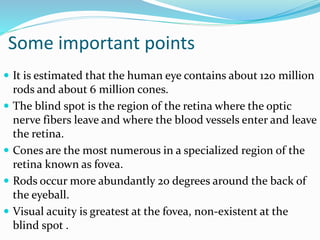 Structure and Functions of the Eye and the Ear | PPTX