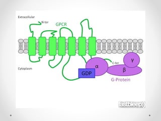 G Protein Coupled Receptors Diagram