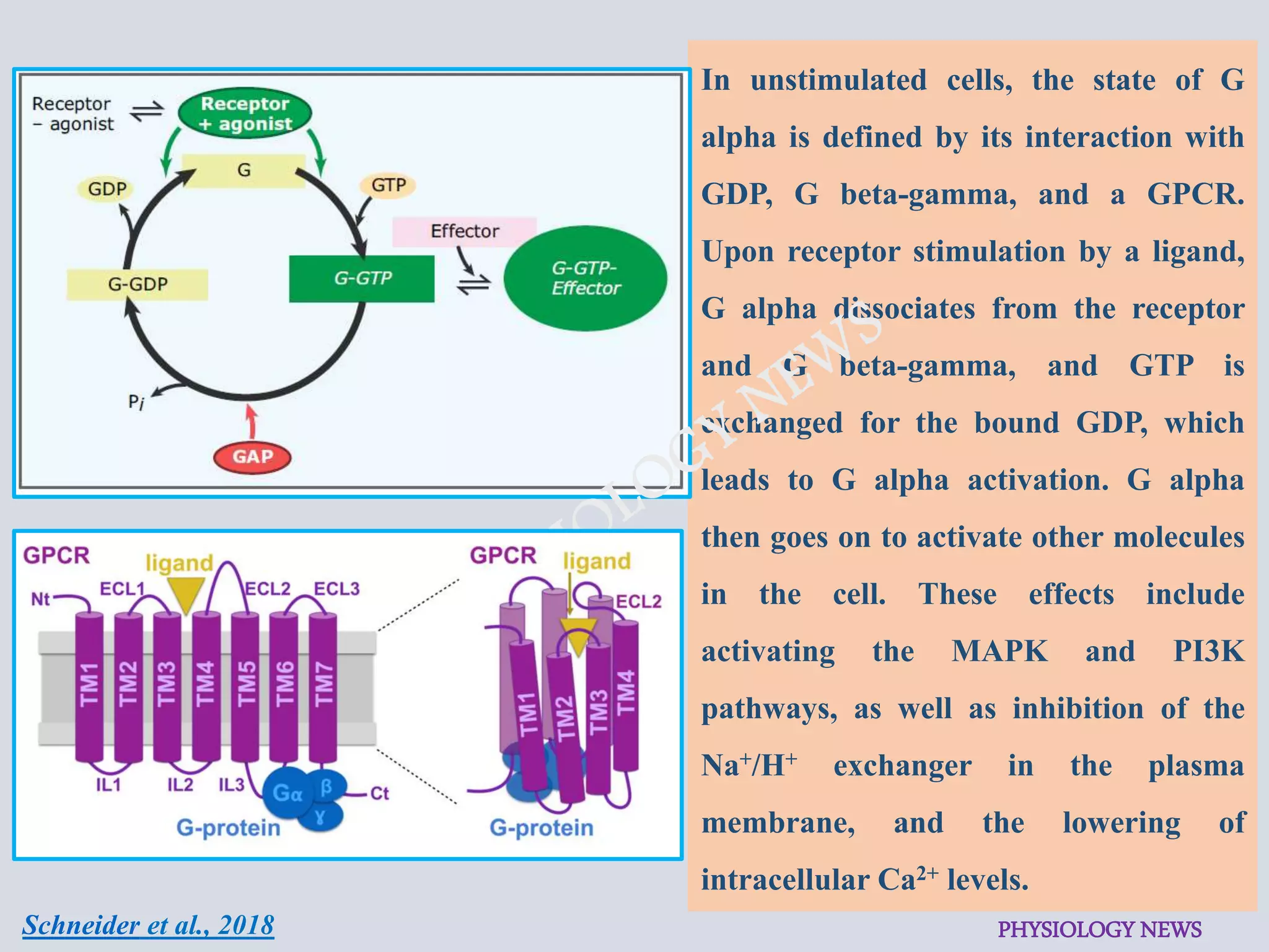 G Protein Coupled Receptor- An Introduction. | PPTX