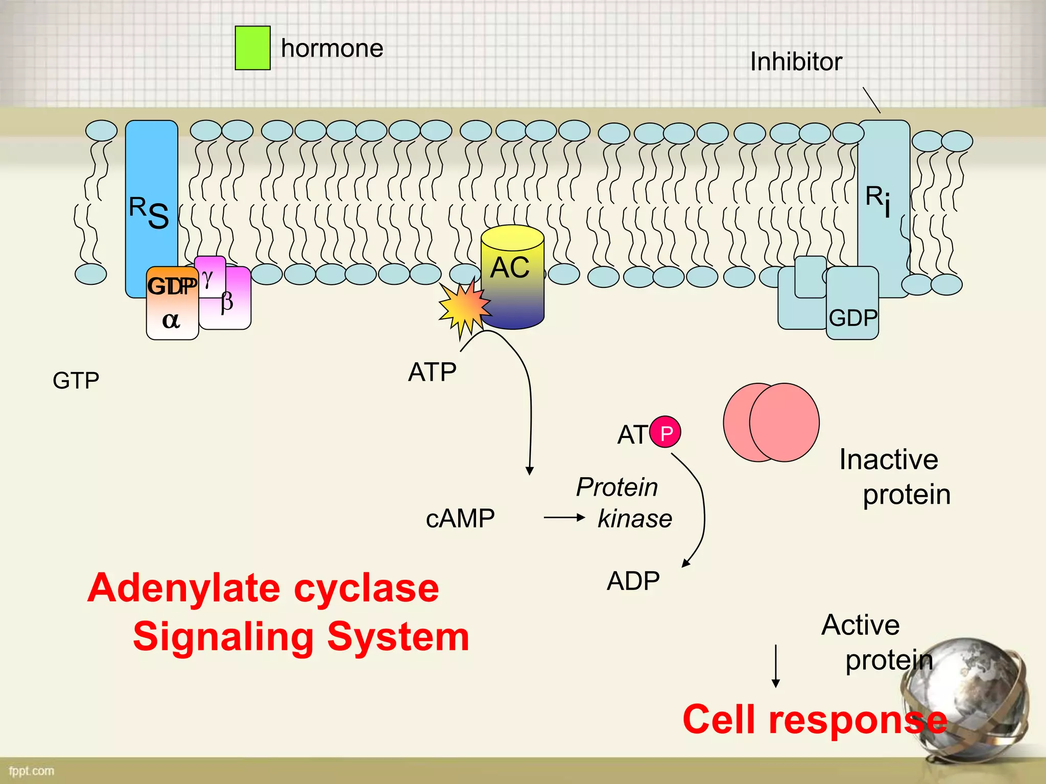 G protein coupled receptors and their Signaling Mechanism | PPTX