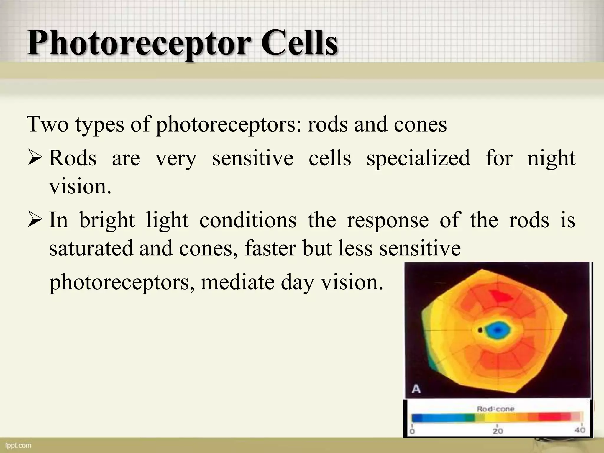 G protein coupled receptors and their Signaling Mechanism | PPTX