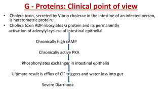 G protein coupled receptors (Type II Hormone Signaling) | PPT
