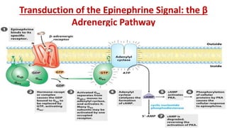 G protein coupled receptors (Type II Hormone Signaling) | PPT