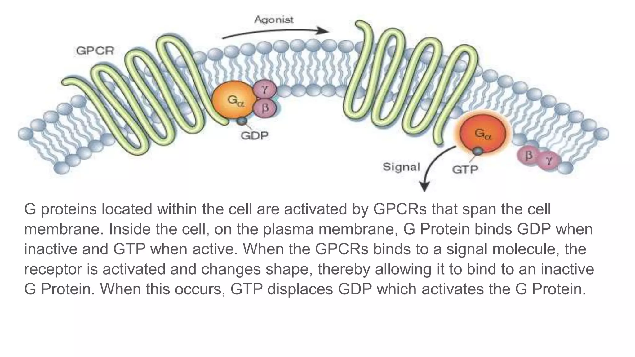 G Protein Coupled Receptors.pptx