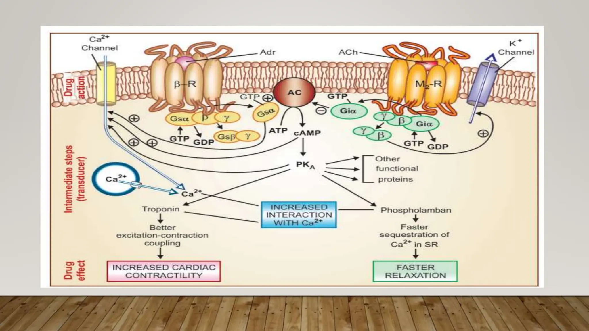 G PROTEIN COUPLED RECEPTORS(GPCRs) Cell Membrane Receptor | PPTX