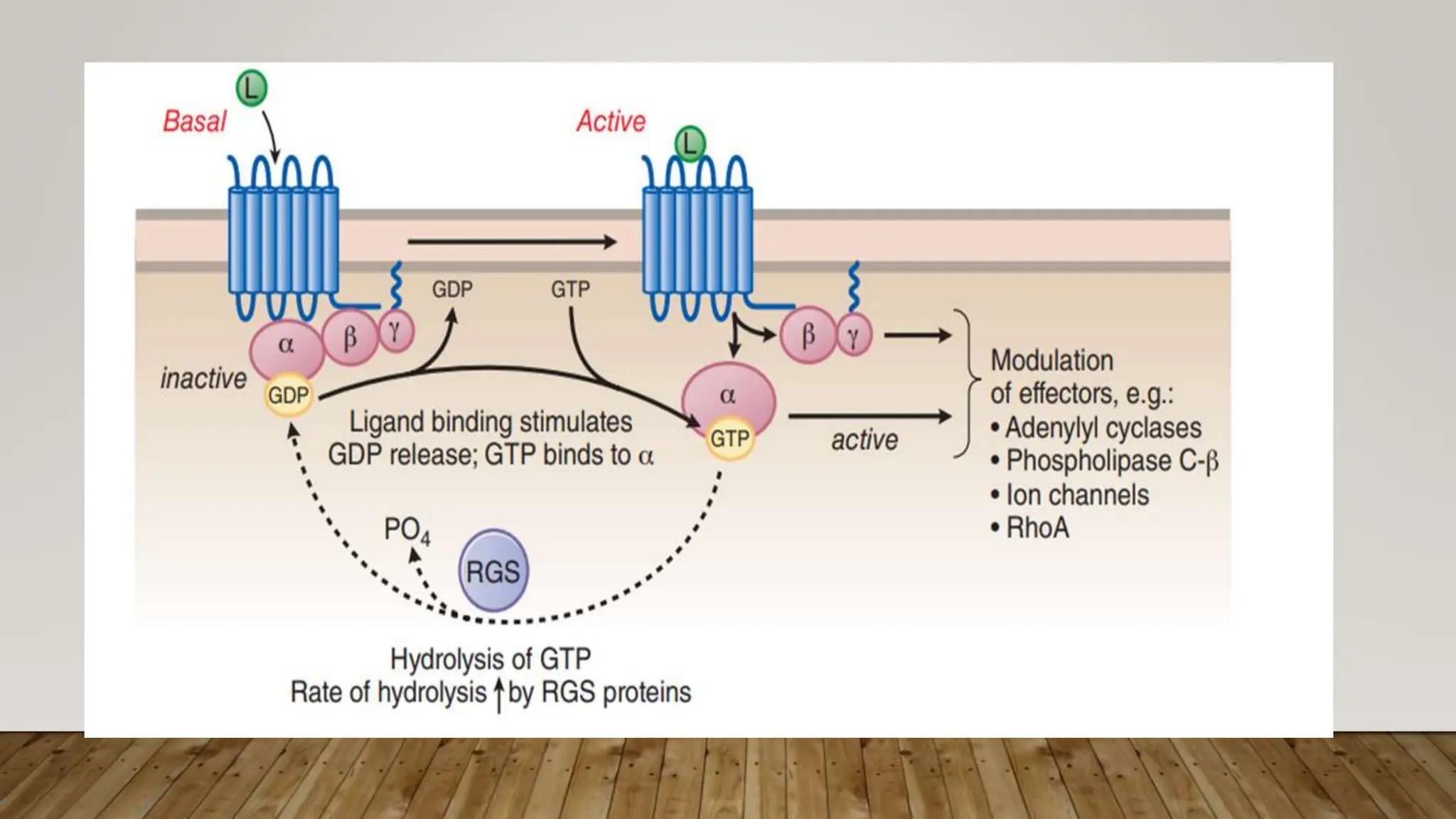 G PROTEIN COUPLED RECEPTORS(GPCRs) Cell Membrane Receptor | PPTX ...