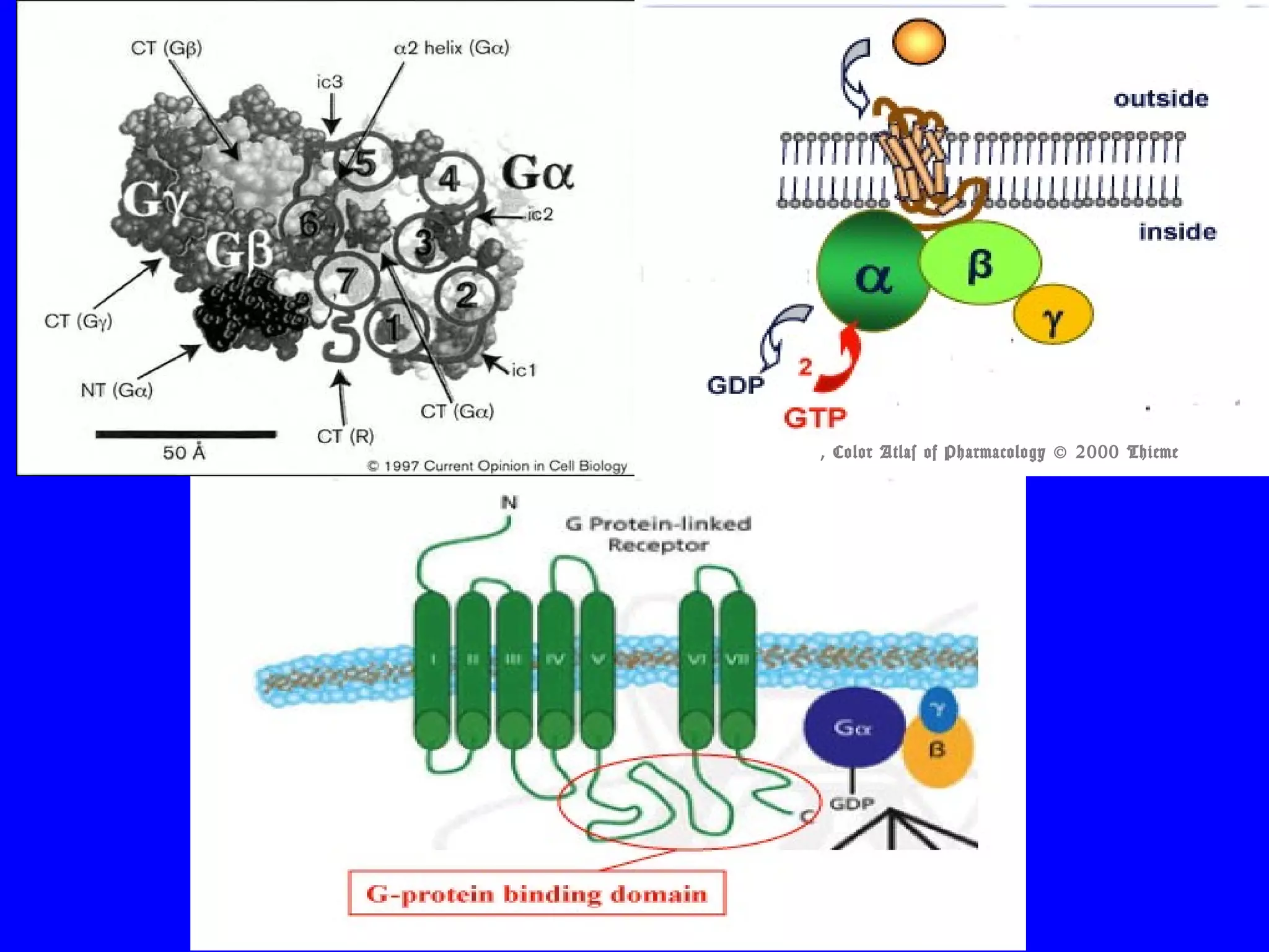 G protein couple receptors si | PPT