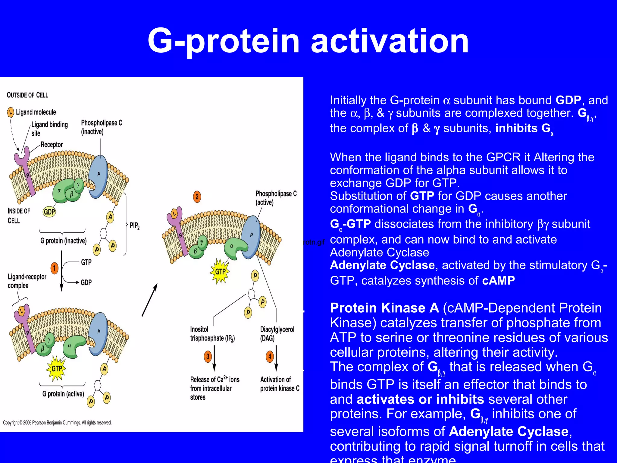 G protein couple receptors si | PPT