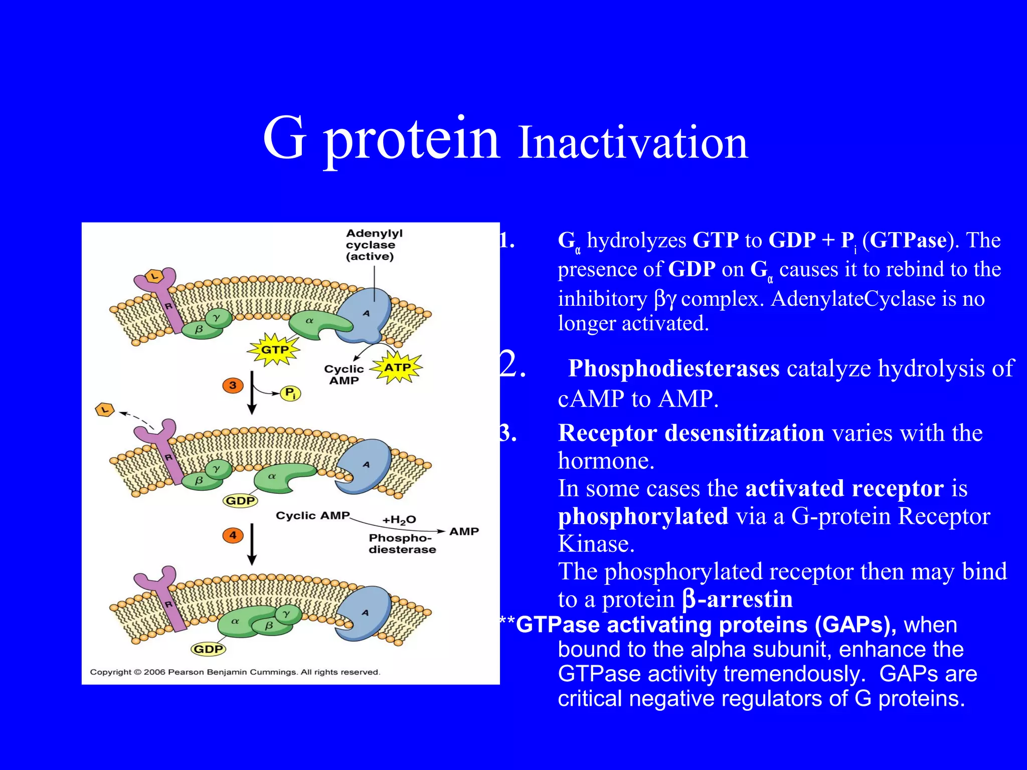 G protein couple receptors si | PPT | Genetics | Science