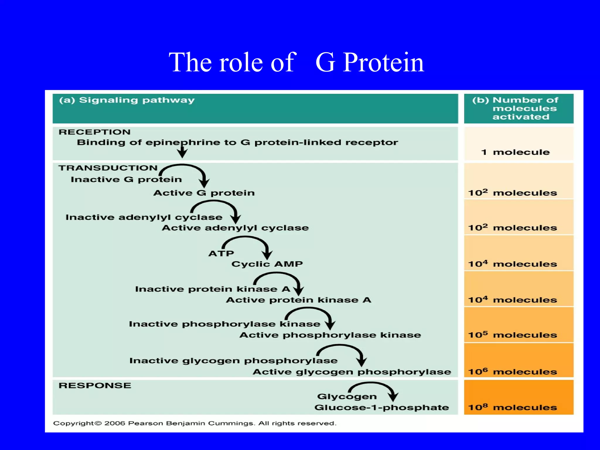 G protein couple receptors si | PPT